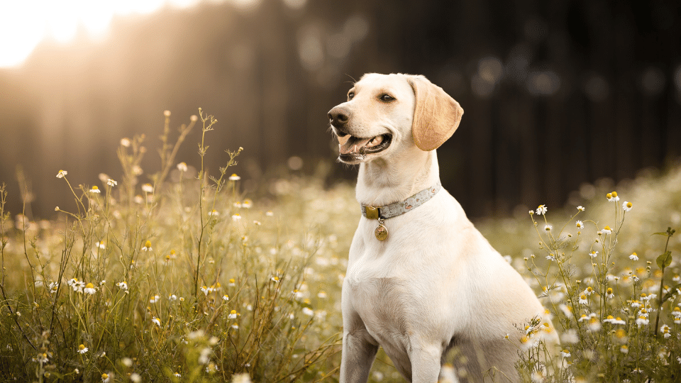 How to Keep Your Dog Calm and Ease Their Anxiety | Vivus Pets