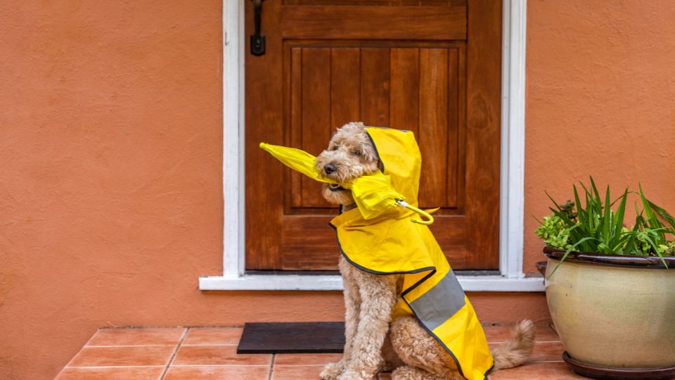 Keeping Your Furry Friend Clean and Happy During Wet Seasons – Vivus Pets
