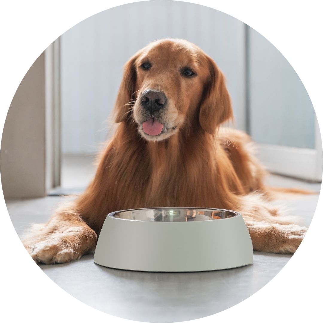 Joint and Mobility Support Supplement for Dogs – Vivus Pets